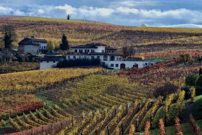 Direct wine sourcing: a path to authentic investment